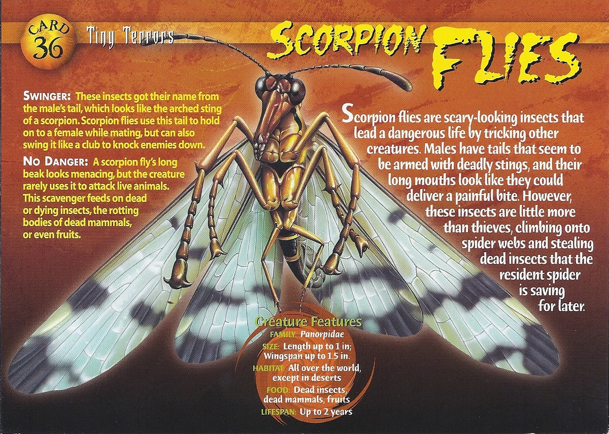 terrifying flying insects