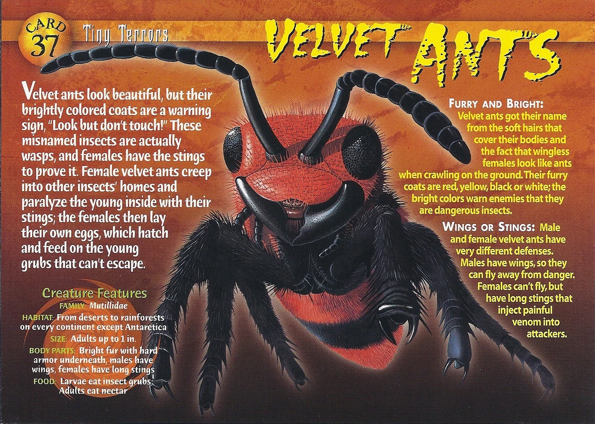 Velvet Ants | Weird n' Wild Creatures Wiki | Fandom