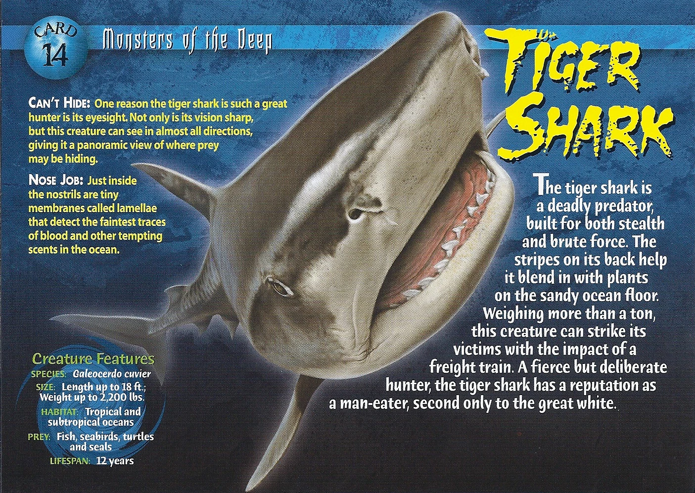 Tiger Shark | Weird n' Wild Creatures Wiki | Fandom