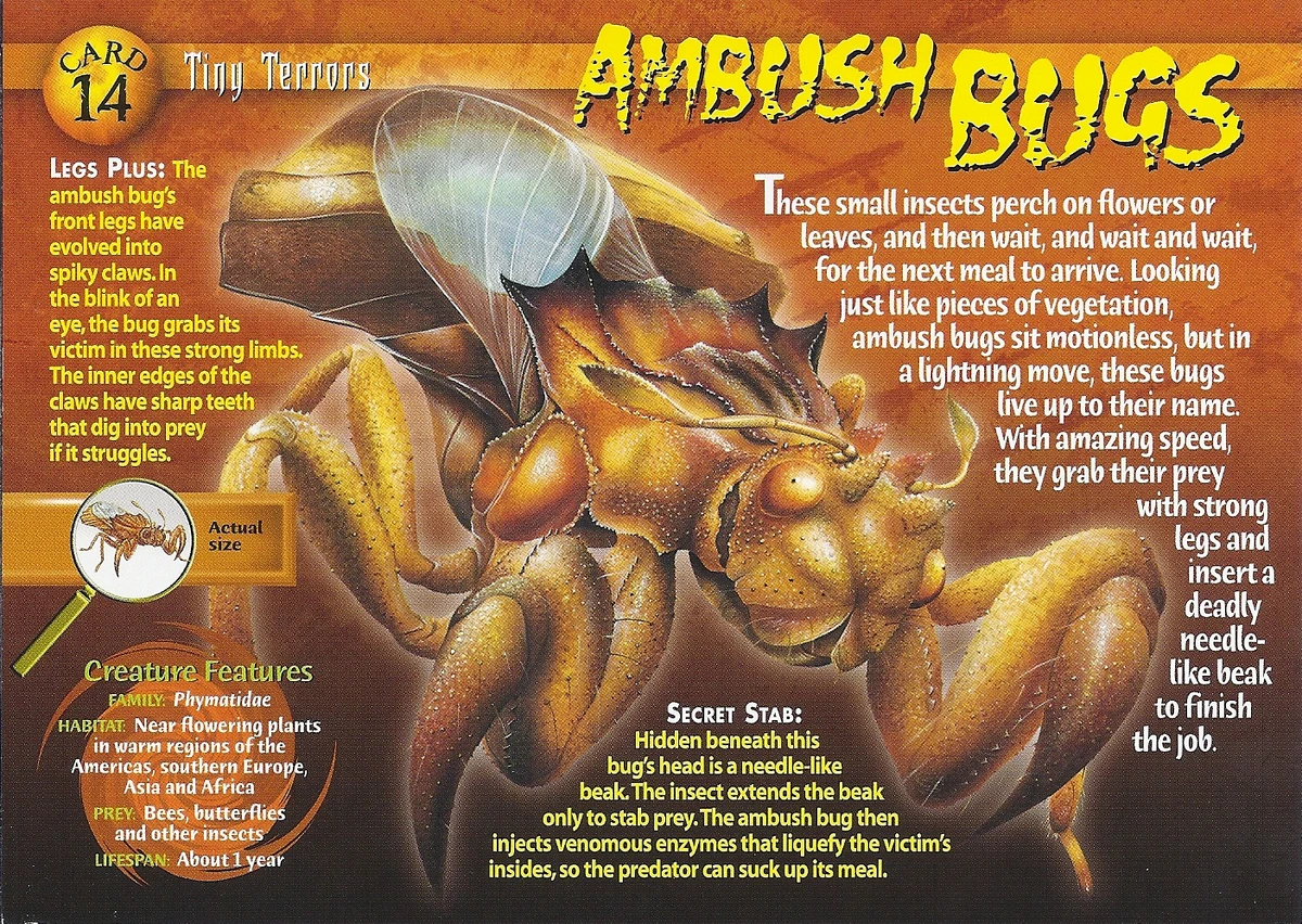 Ambush Bugs | Weird n' Wild Creatures Wiki | Fandom