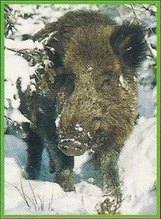 Wild Boar | Weird n' Wild Creatures Wiki | Fandom