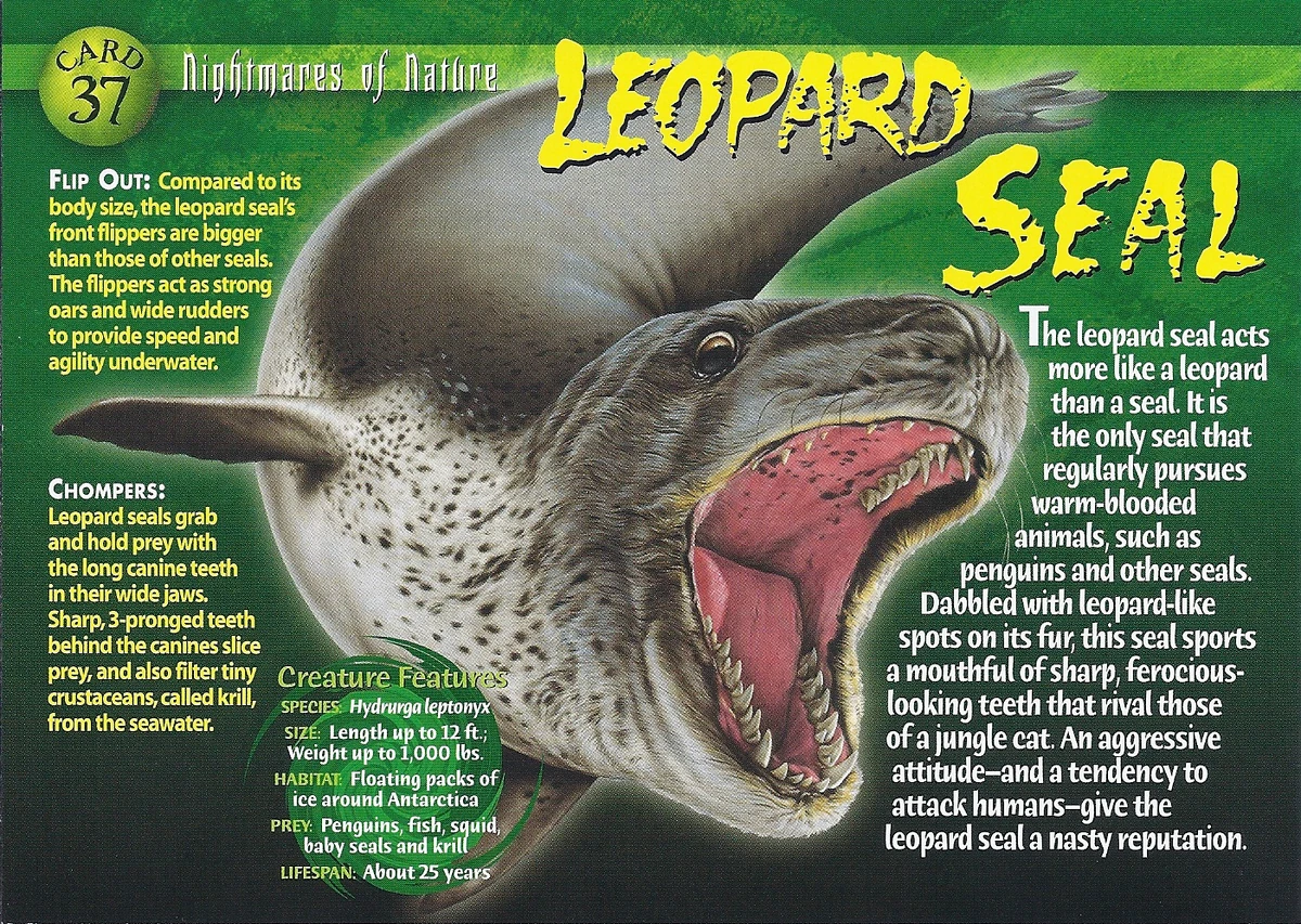Leopard Seal | Weird n' Wild Creatures Wiki | Fandom