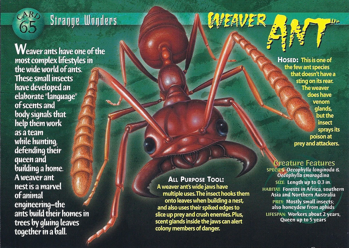 Weaver Ant | Weird n' Wild Creatures Wiki | Fandom