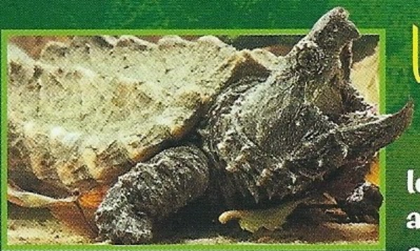 Snapping Turtle Eating Mouse