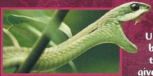 Boomslang | Weird n' Wild Creatures Wiki | Fandom