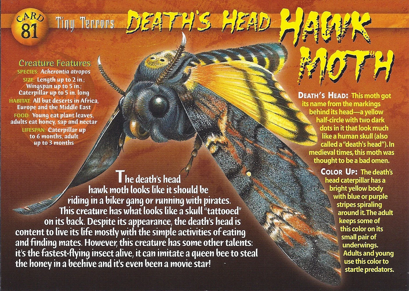 Deaths Head Moth