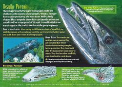 Barracudas | Weird n' Wild Creatures Wiki | Fandom
