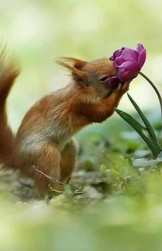 Hiacynta | Wiewiórcze OC Wiki | Fandom