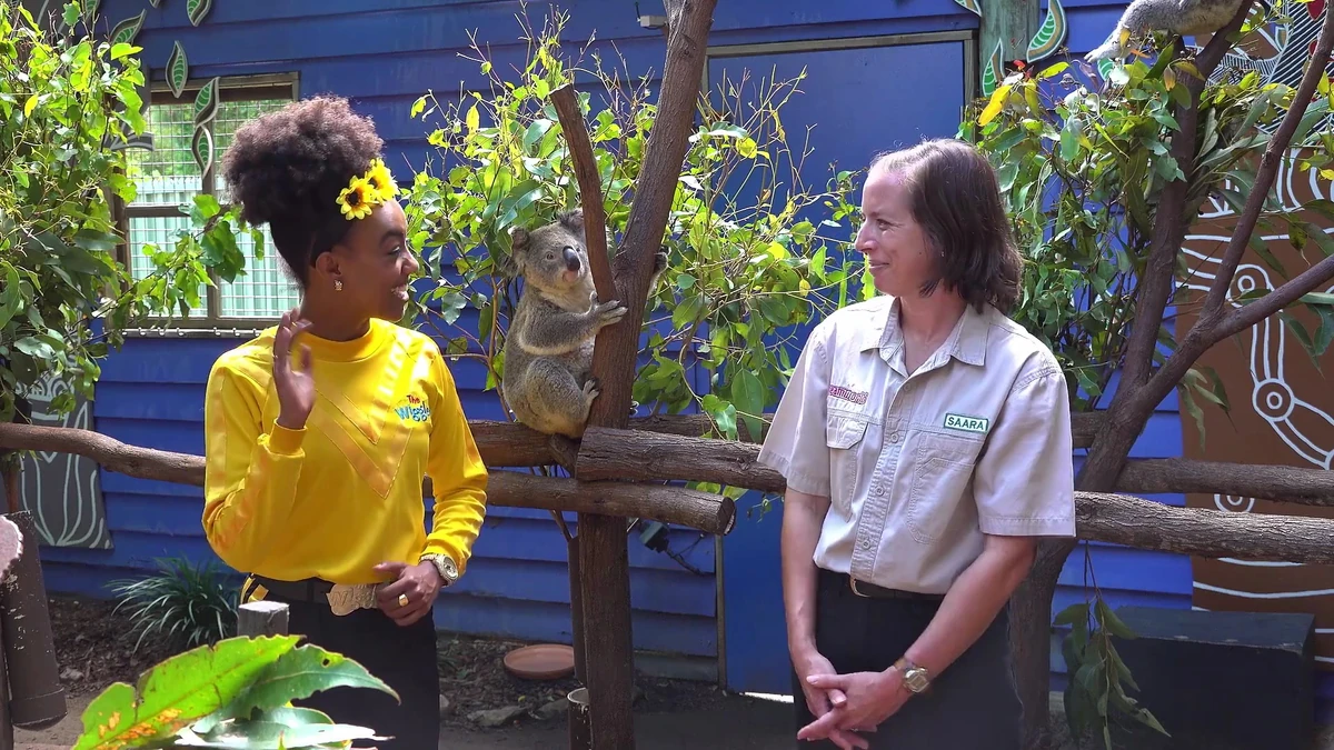 Koalas at Dreamworld on the Gold Coast | Wigglepedia | Fandom