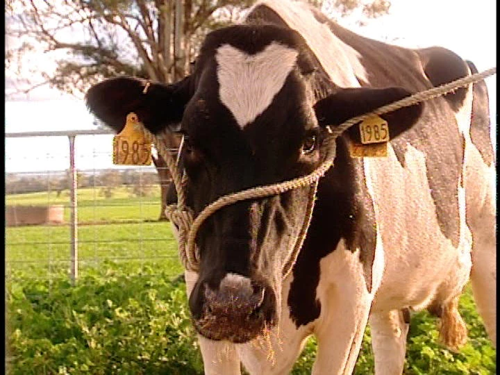 Daisy the Cow | Wigglepedia | Fandom