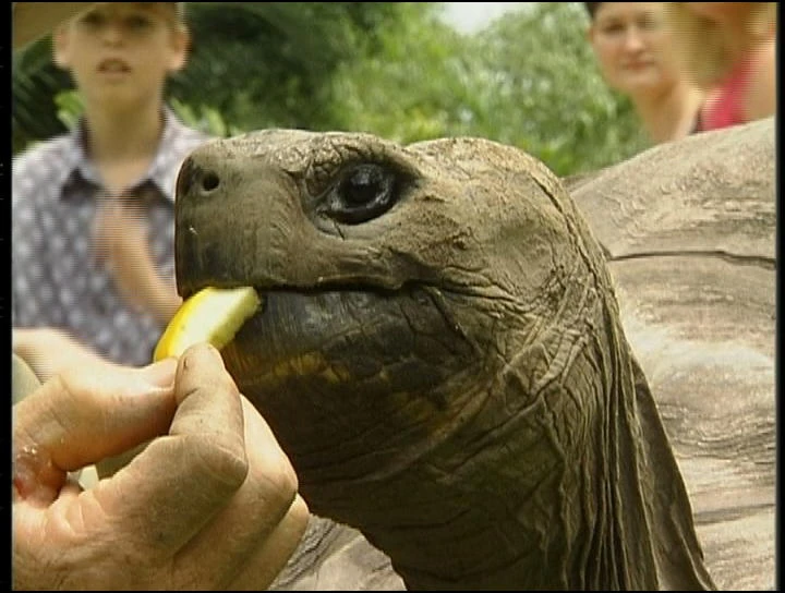Harriet the Giant Land Tortoise | Wigglepedia | Fandom