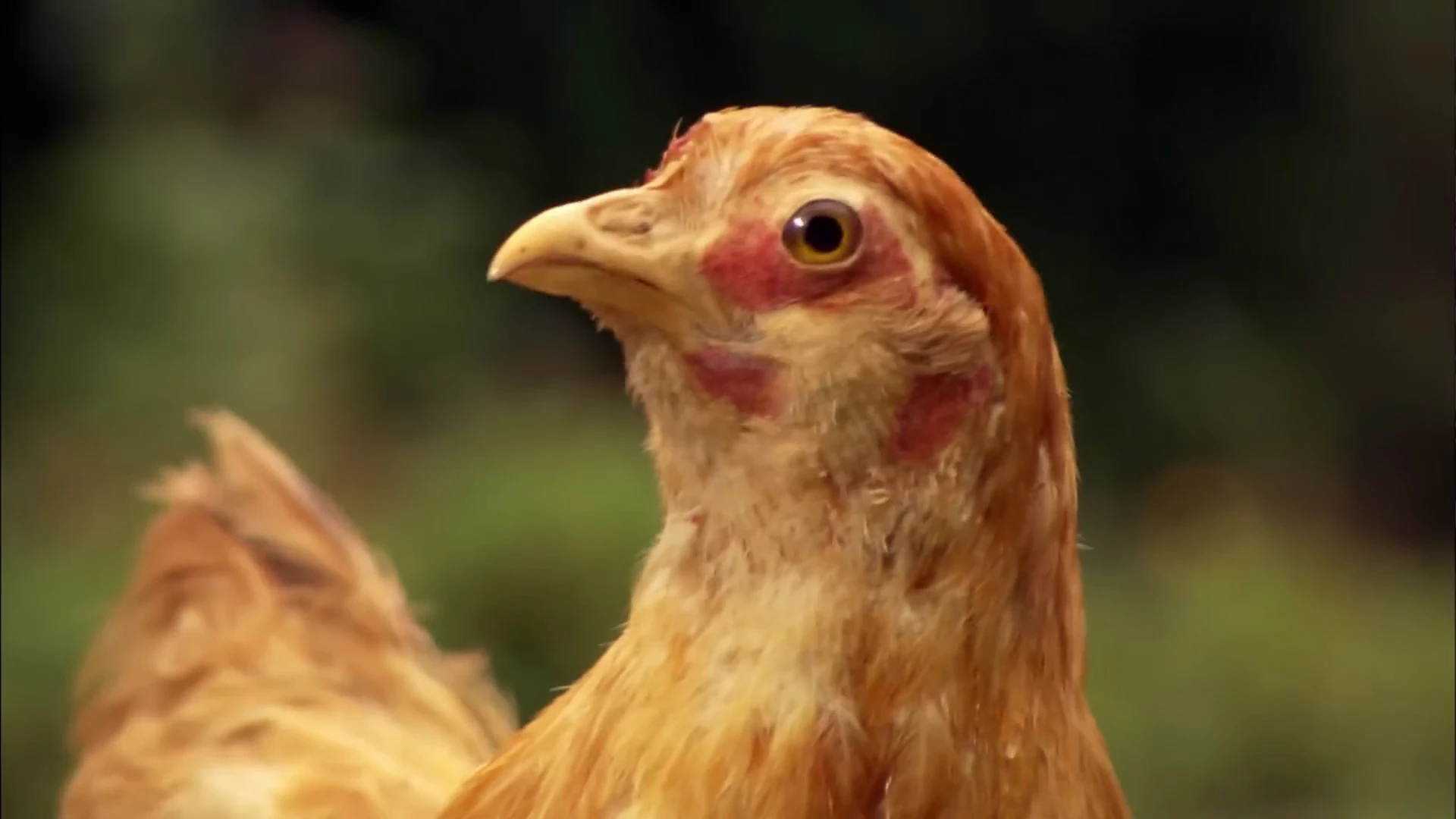 The Hiccuping Chicken | Wigglepedia | Fandom