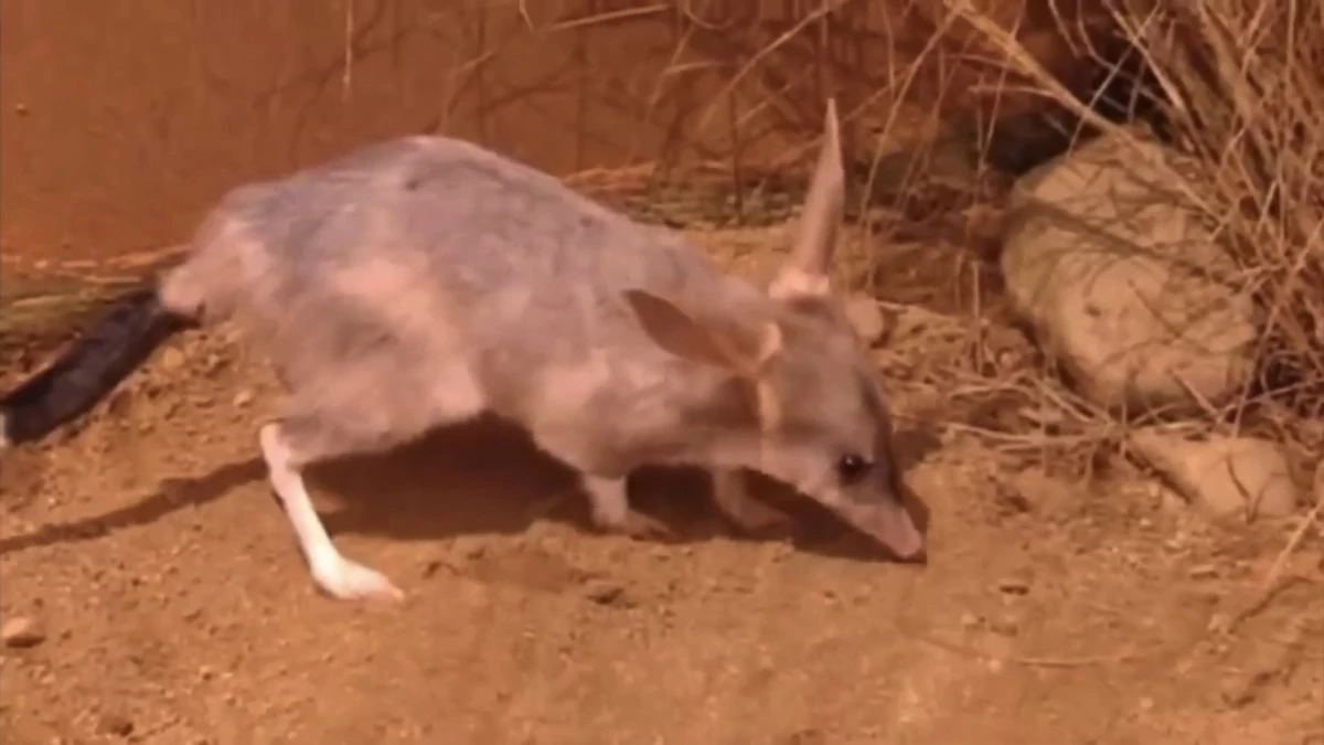 The Long Tail Bilby | Wigglepedia | Fandom