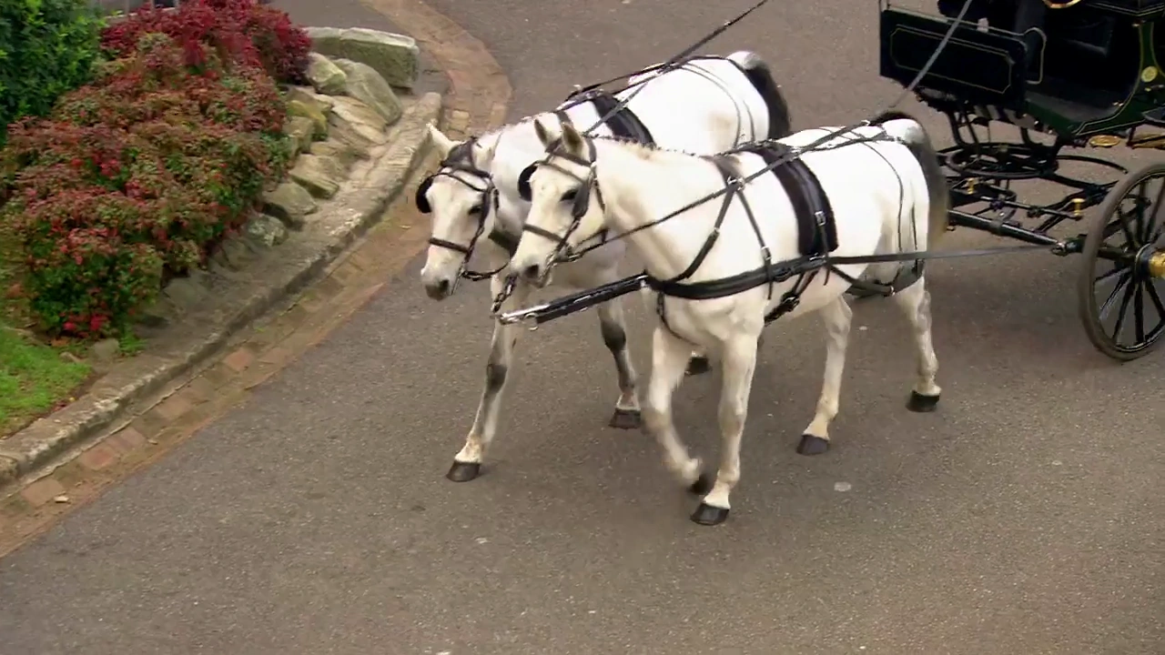 The Kingdom Of Paramithi (song)/Gallery | Wigglepedia | Fandom