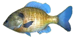 Category:Fish | Wii Fishing Resort Wiki | Fandom