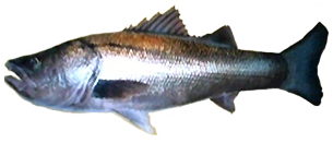 Sea Bass | Wii Fishing Resort Wiki | Fandom