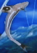 Cobia | Wii Fishing Resort Wiki | Fandom