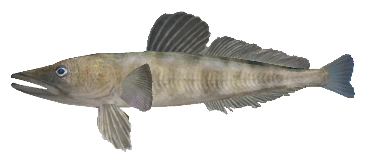 Mackerel Icefish | Wii Fishing Resort Wiki | Fandom