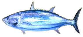 Bonito | Wii Fishing Resort Wiki | Fandom