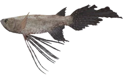 Butterfly Fish | Wii Fishing Resort Wiki | Fandom