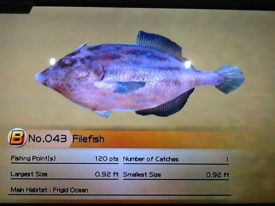 Filefish | Wii Fishing Resort Wiki | Fandom