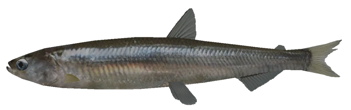 Pond Smelt | Wii Fishing Resort Wiki | Fandom