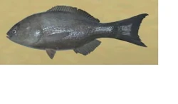 Smallscale Blackfish | Wii Fishing Resort Wiki | Fandom