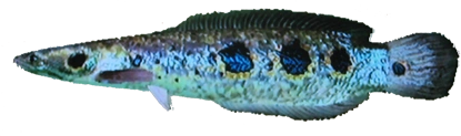 Ocellated Snakehead | Wii Fishing Resort Wiki | Fandom