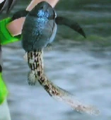 Bothriolepis | Wii Fishing Resort Wiki | Fandom