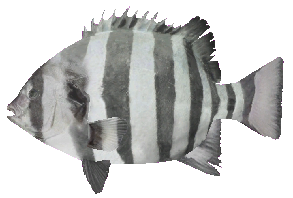 Striped Beakfish | Wii Fishing Resort Wiki | Fandom