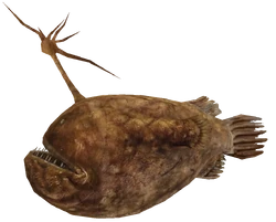 Football Fish | Wii Fishing Resort Wiki | Fandom