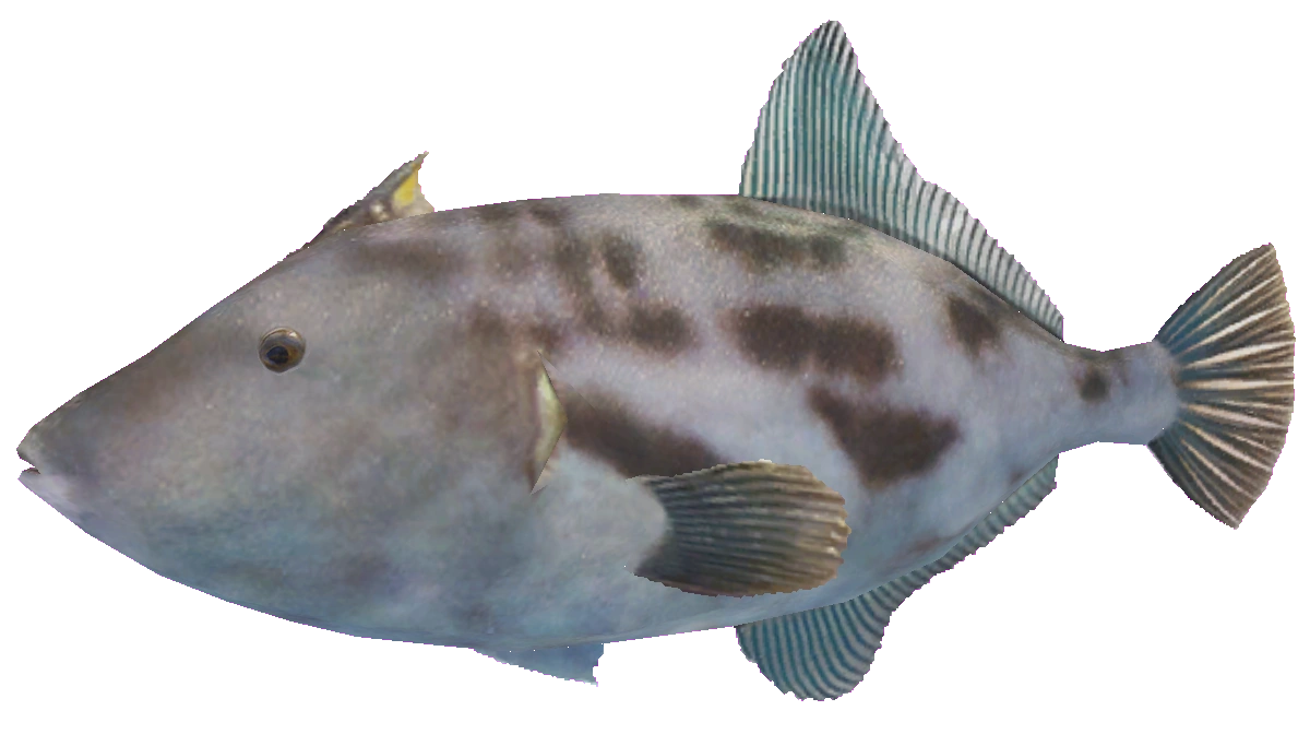 Thamnaconus modestus | Wii Fishing Resort Wiki | Fandom