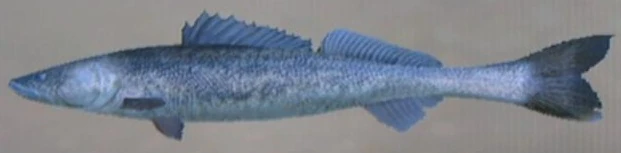 Walleye | Wii Fishing Resort Wiki | Fandom