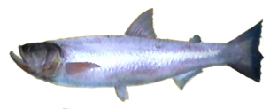Payara | Wii Fishing Resort Wiki | Fandom