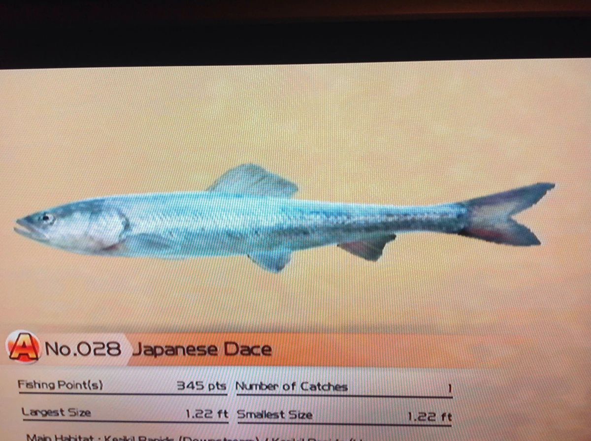 Japanese Dace | Wii Fishing Resort Wiki | Fandom