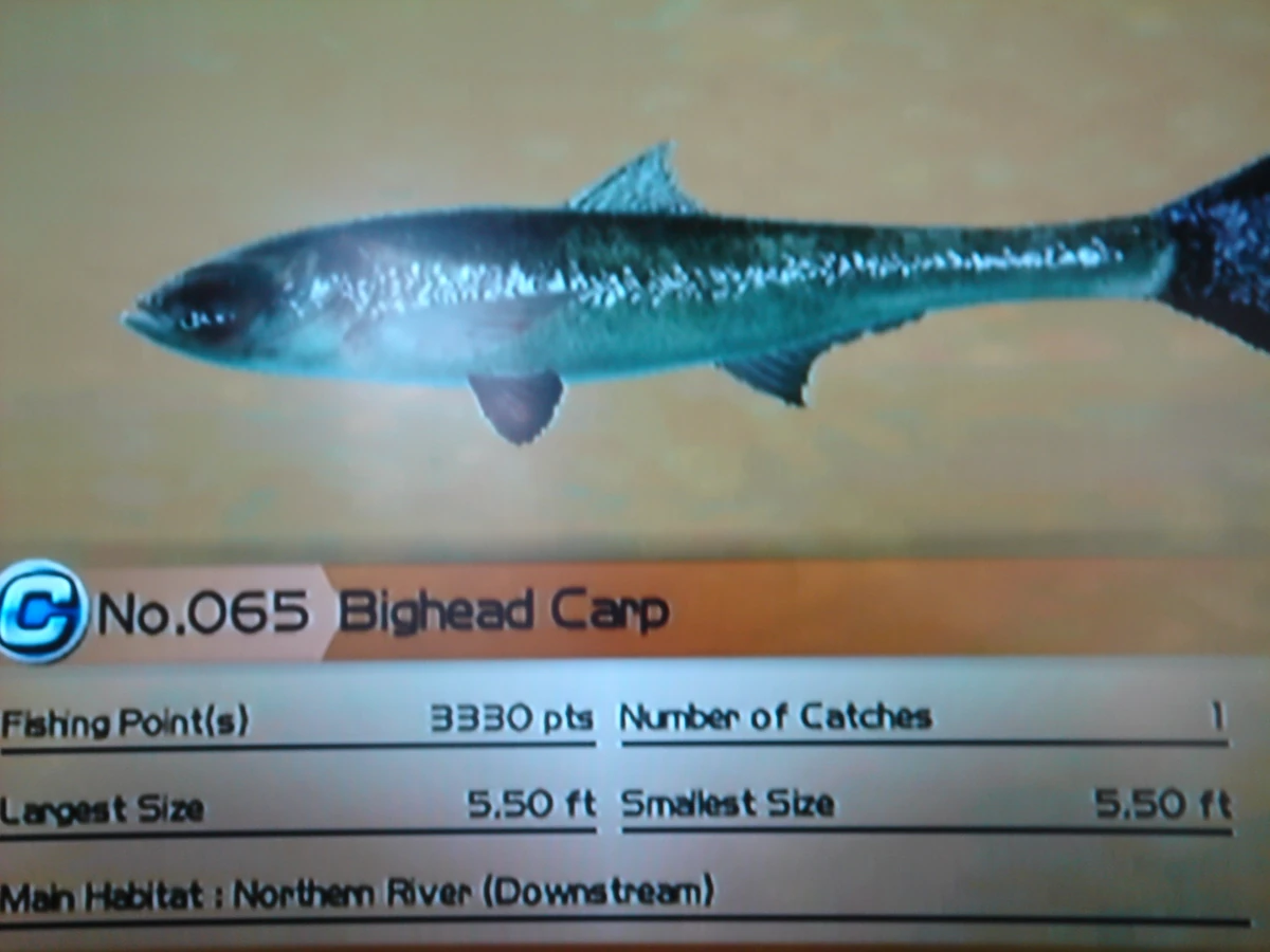 bighead carp size