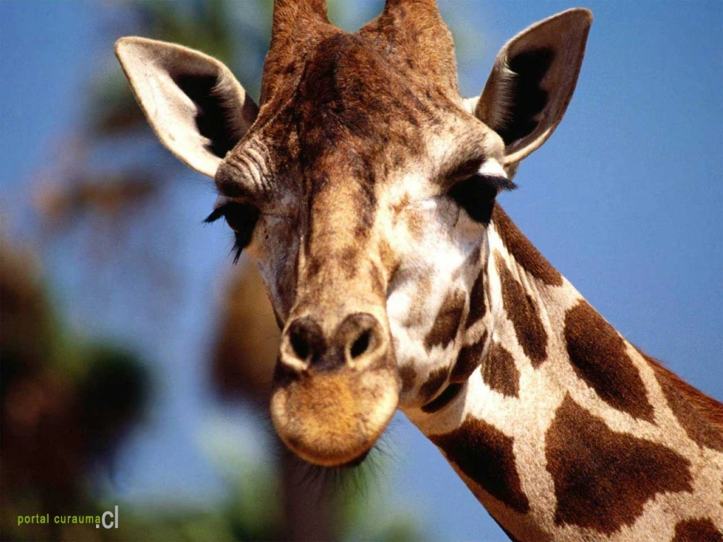 Jirafa | Wikia Wiki animales | Fandom