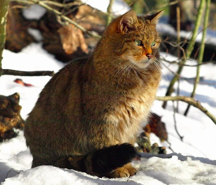Gato montes euroasiatico | Wikia Wiki Cat | Fandom