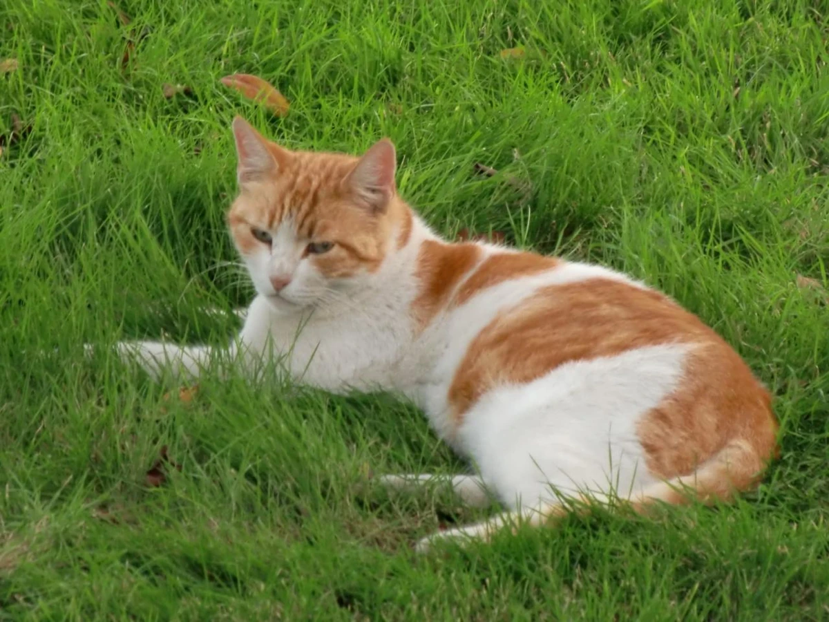 Plume d'Or | Wiki Wiki de Plume ou Plumy | Fandom