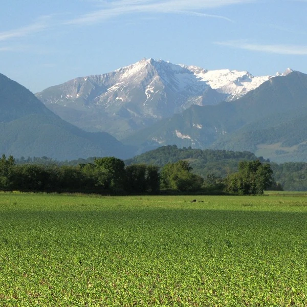 Clan des Plaines | Wiki Wiki de Plume ou Plumy | Fandom