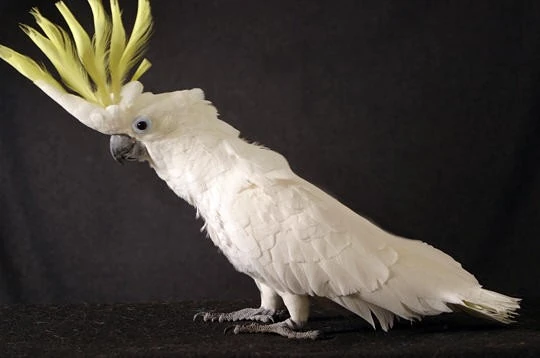 Coco | Wiki Wiki Louis de Funès | Fandom