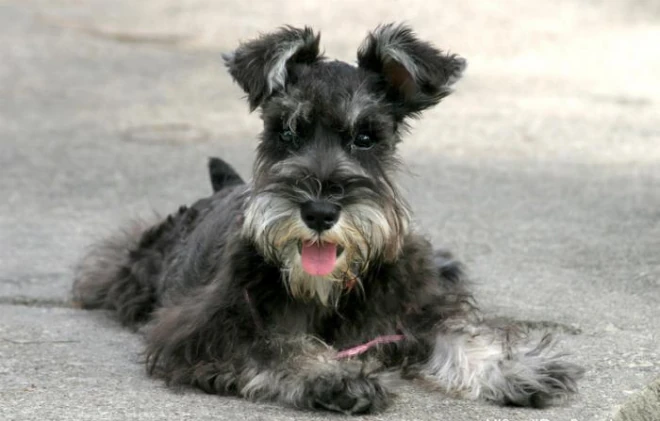 Schnauzer Miniatura | Wiki Wiki periitos | Fandom