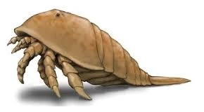 Hibbertopterus | Wiki Prehistorica | Fandom