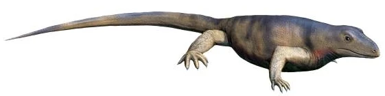 Archaeothyris | Wiki Prehistorica | Fandom