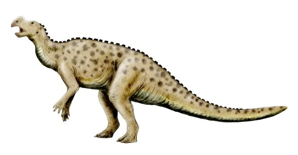 Muttaburrasaurus | Wiki Prehistorica | Fandom