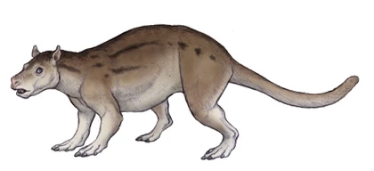 Phenacodus | Wiki Prehistorica | Fandom