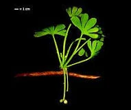 Ginkgo apodes | Wiki Prehistorica | Fandom