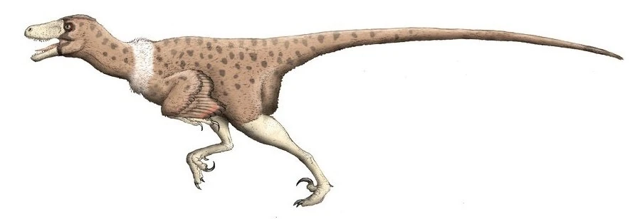Pyroraptor | Wiki Prehistorica | Fandom