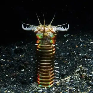 Bobbit Worm | Wiki with personality Wiki | Fandom