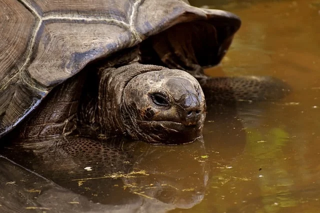 Tortuga Galápago | Wikia Tortuga Wiki | Fandom